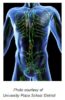 6 Ways to Stimulate Your Lymphatic System - Beat Cancer : Beat Cancer